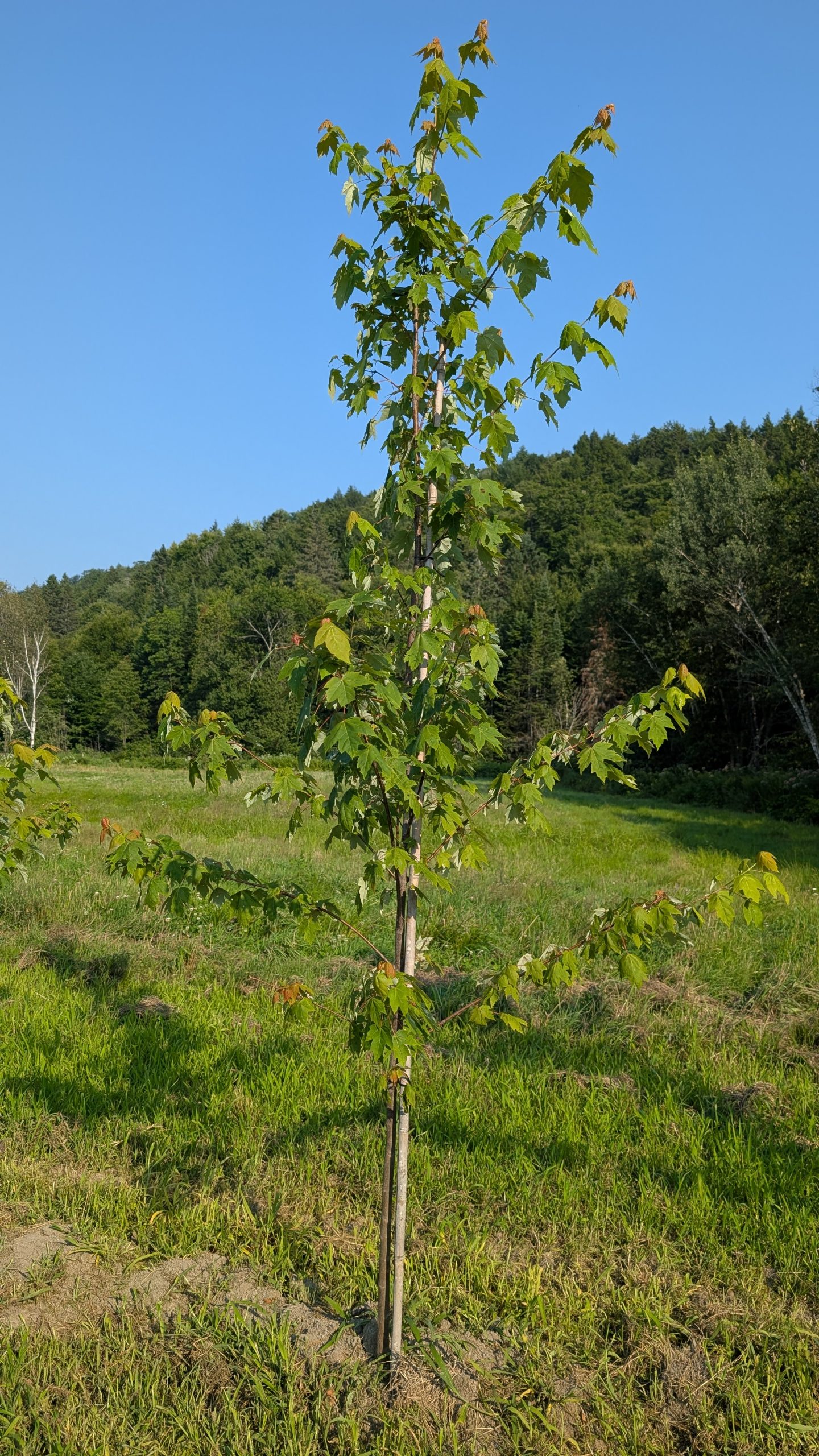 Acer rubrum - Ramures