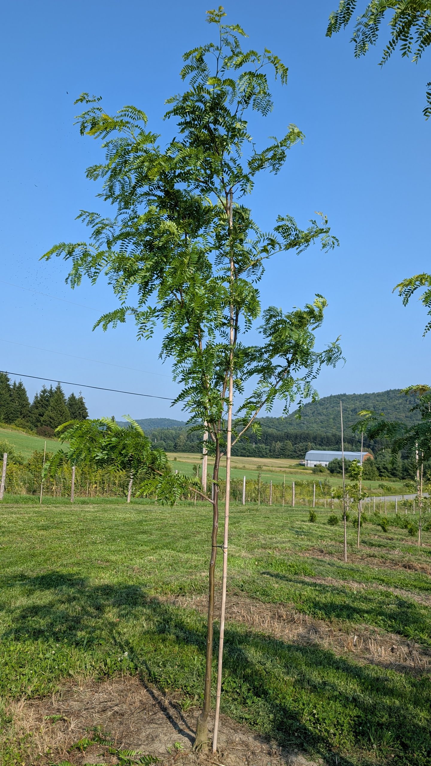 Gleditsia triacanthos 'Shademaster' - Ramures